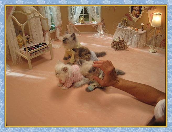 KaristaKats Himalayan Kitten Videos - TV Kitten Commercial