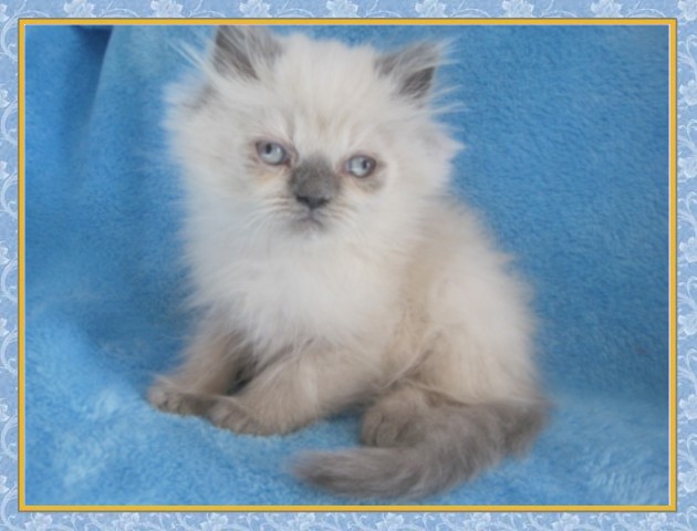 Himalayan Kittens for sale - New Jersey - Blue Point One Day Old ...