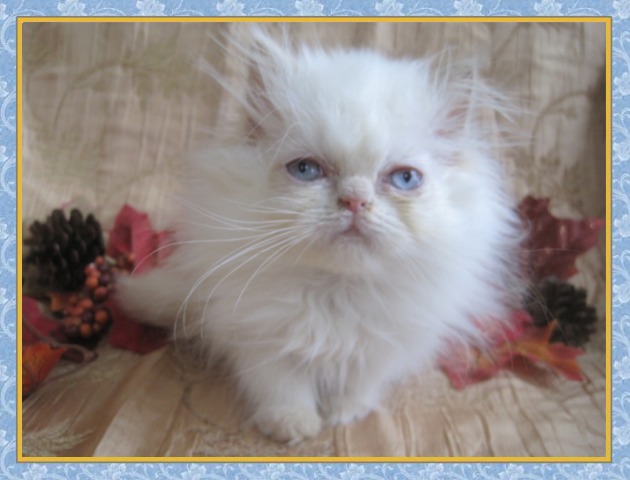 Himalayan Kittens for sale - New Jersey - Blue Point One Day Old ...
